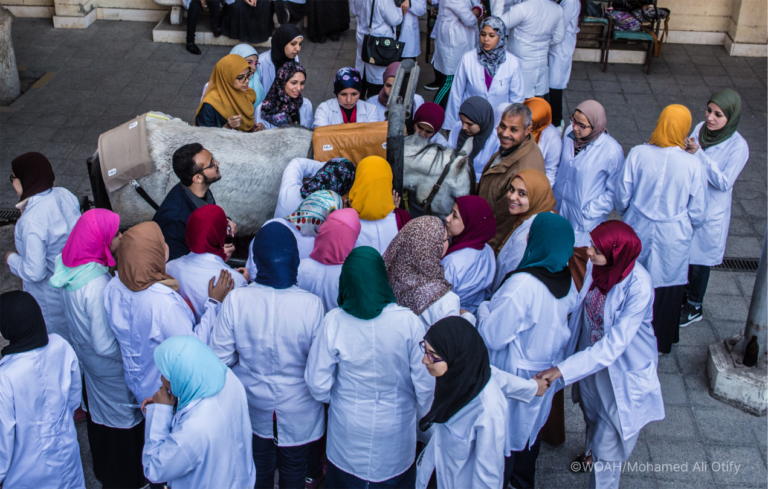 The Animal Echo: Sharing knowledge for animal health