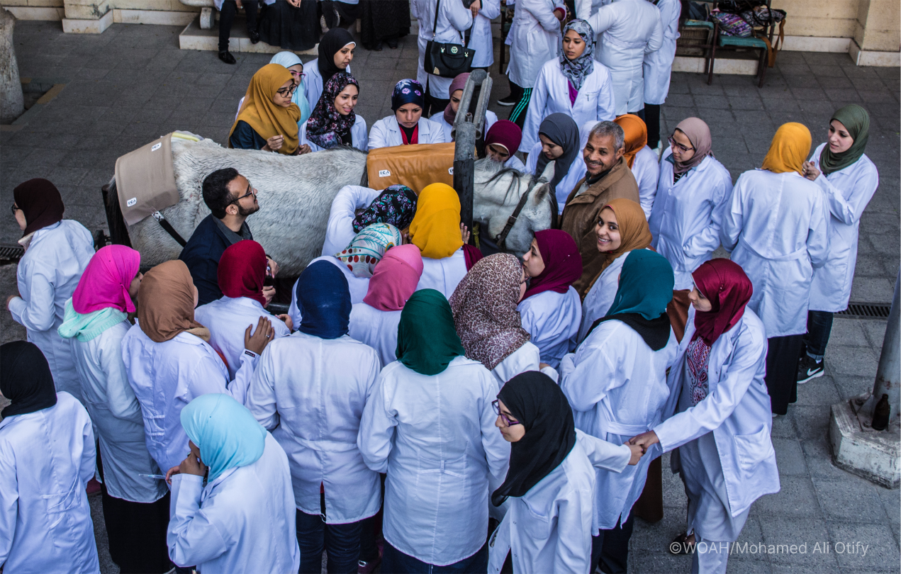 The Animal Echo: Sharing knowledge for animal health