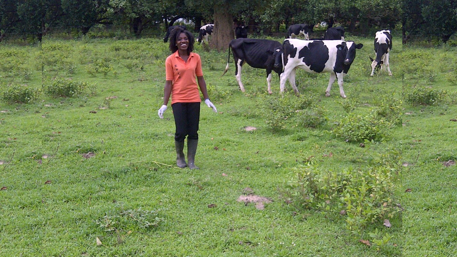 Gender - The Animal Echo