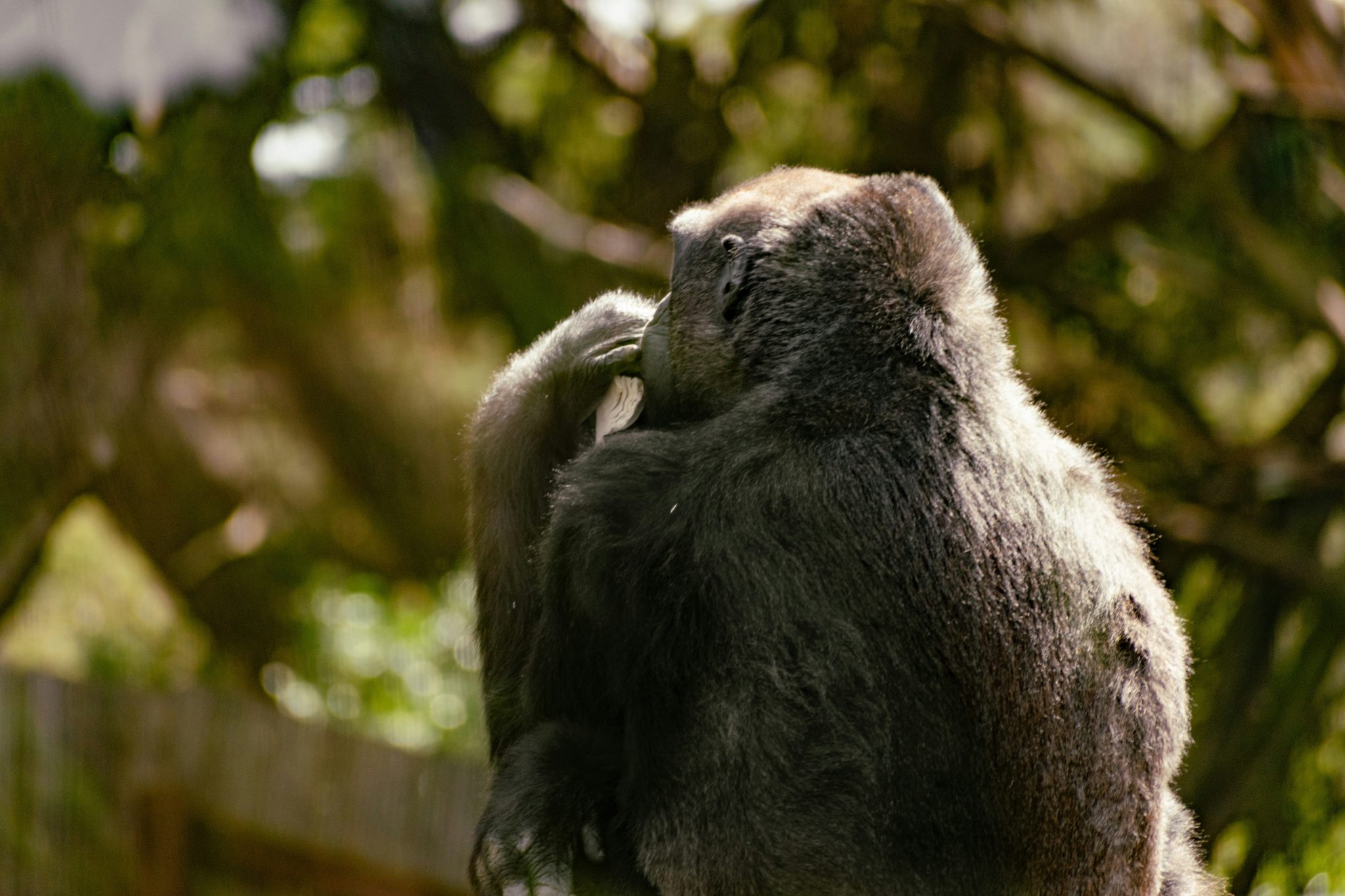 The Animal Echo: Sharing knowledge for animal health