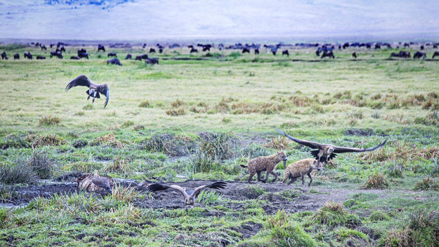 The Animal Echo: Sharing knowledge for animal health