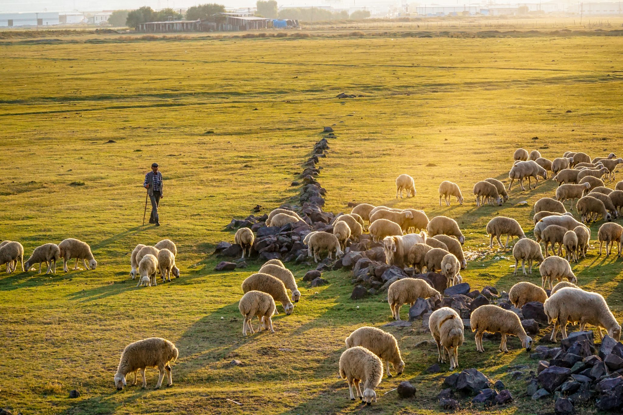 Health Risks of Consuming Animals that Died Naturally - The Animal Echo